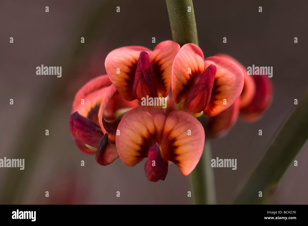 Australia native flower - Leafless bitter-pea Stock Photo - Alamy
