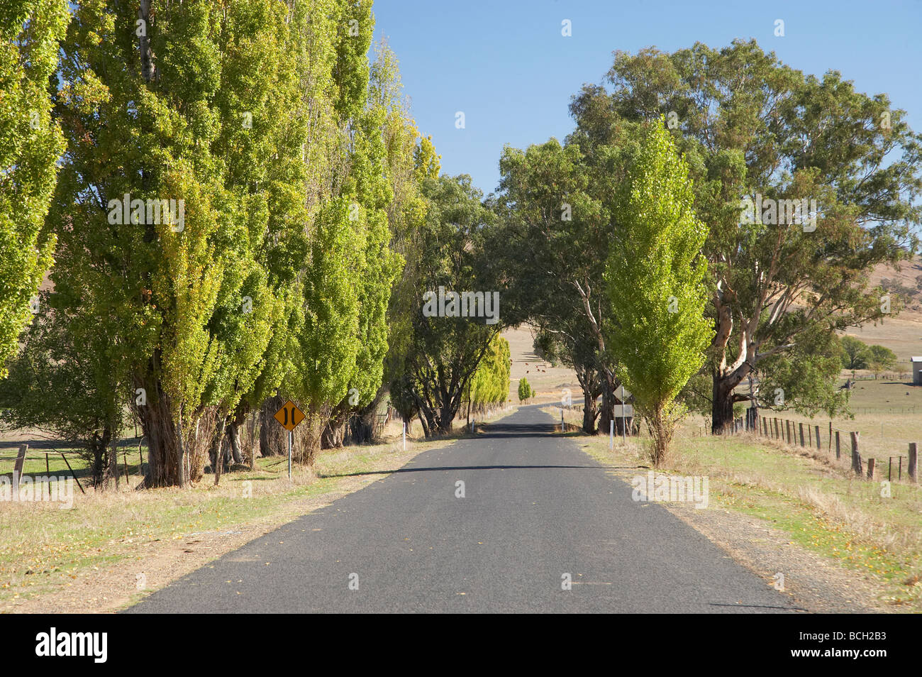 Poplar trees autumn new south wales hi-res stock photography and images ...