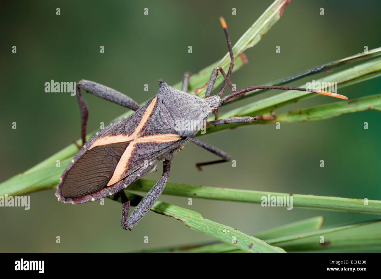 Crusader bug adult Stock Photo - Alamy