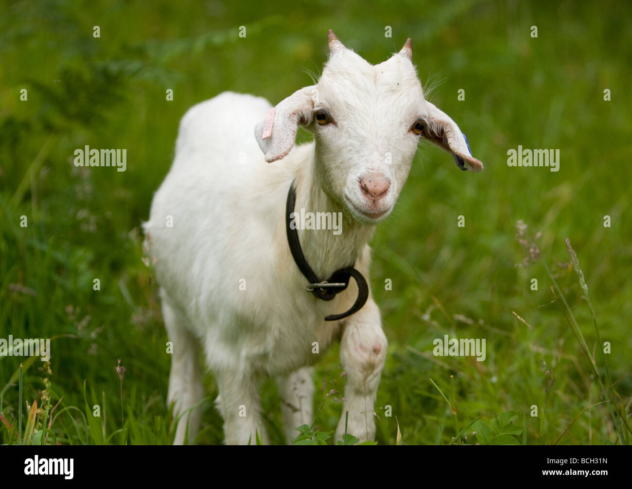 Goat eating grass not field hi-res stock photography and images - Alamy