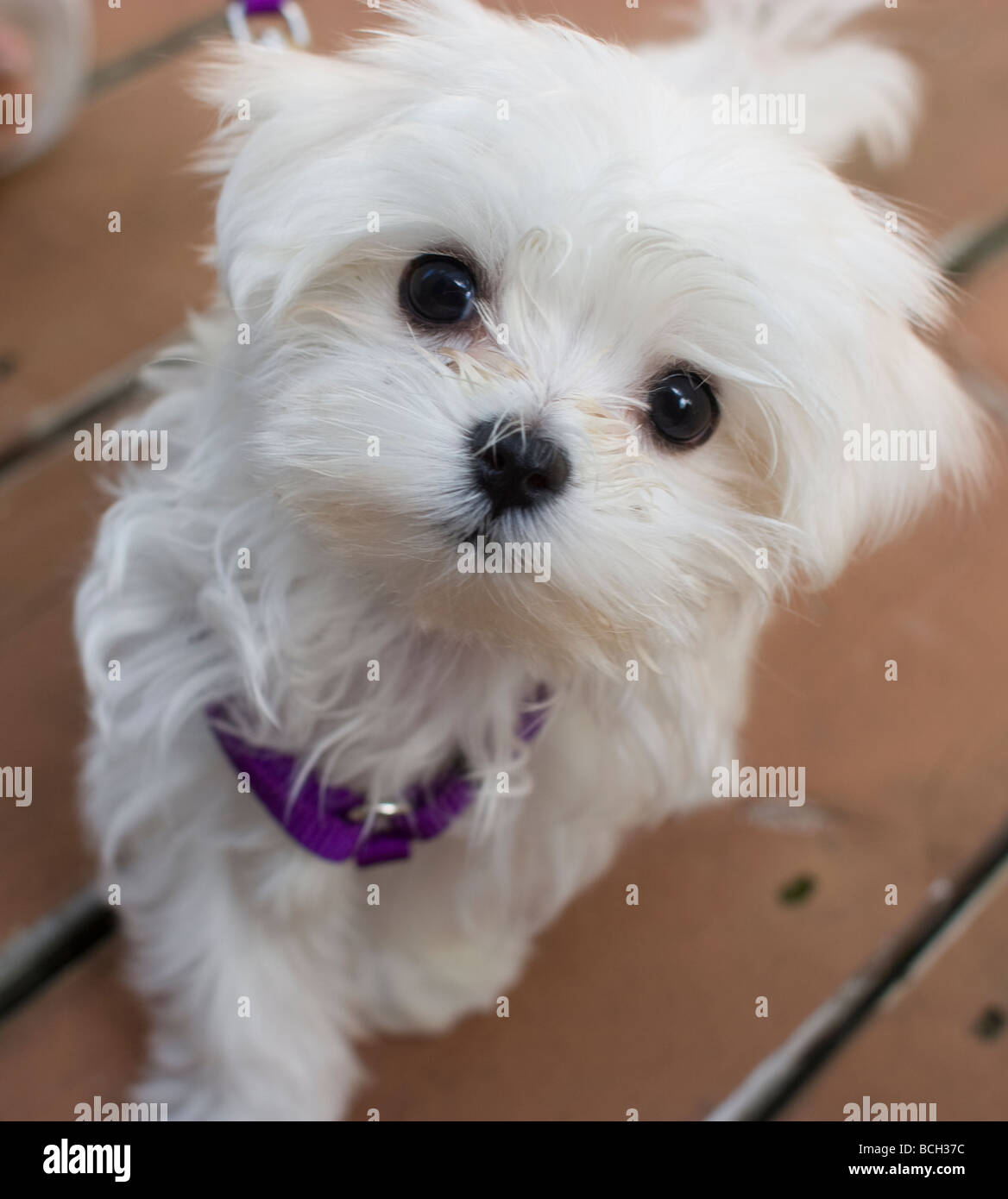 Smiling maltese hi-res stock photography and images - Alamy