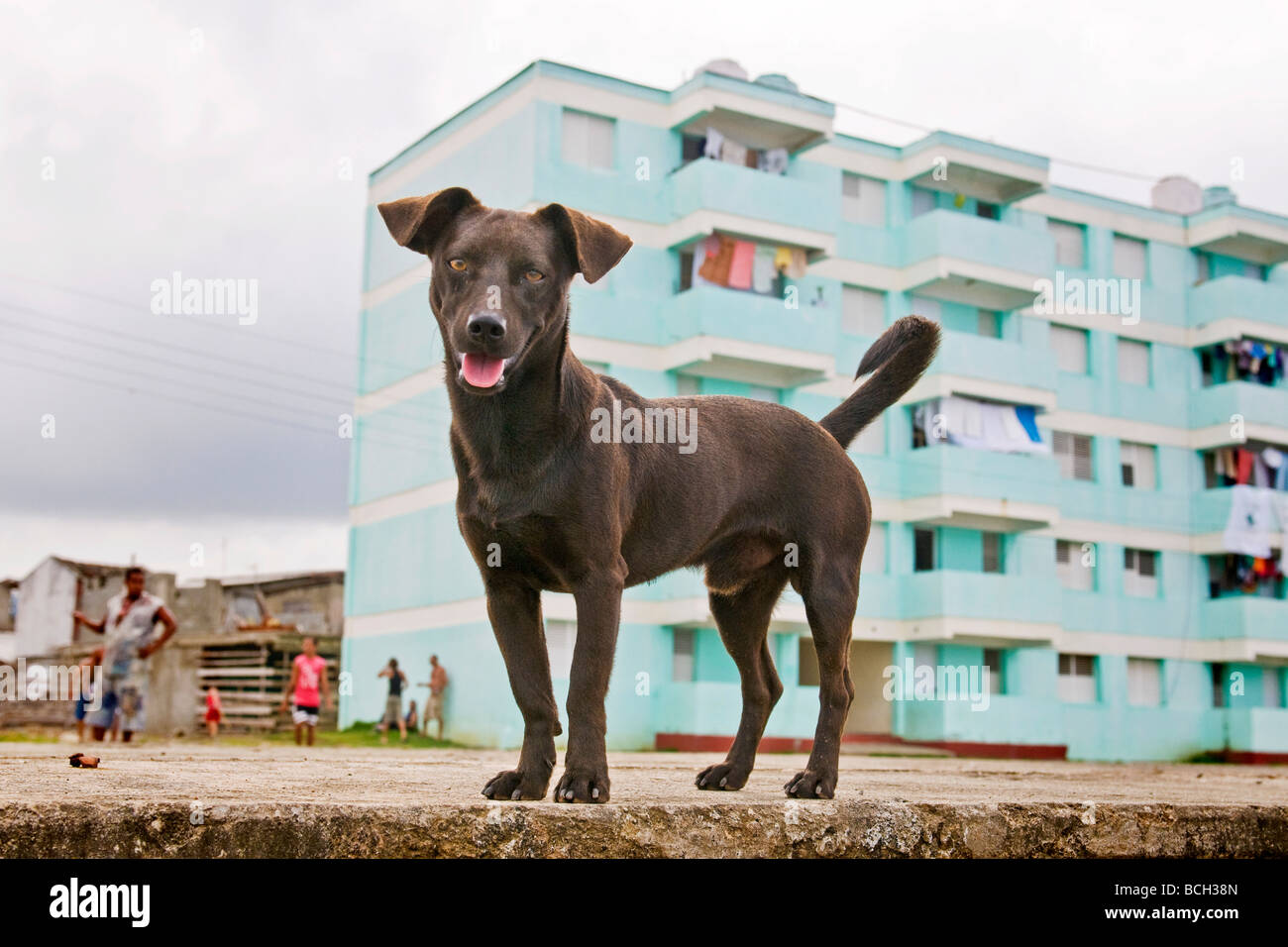 cuba baracoa dog Stock Photo - Alamy