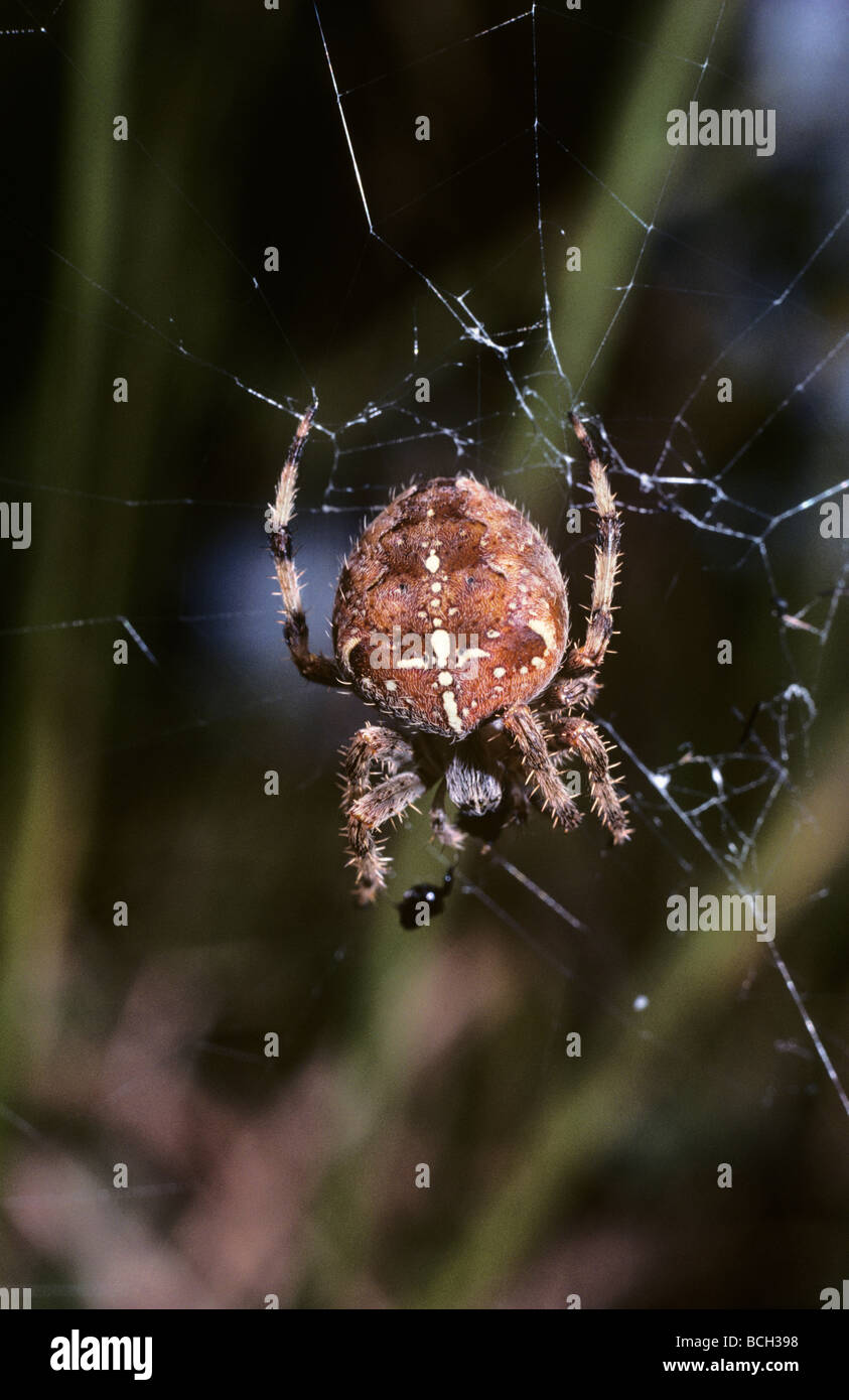 Garden spider female Araneus diadematus Araneidae at the centre of her ...