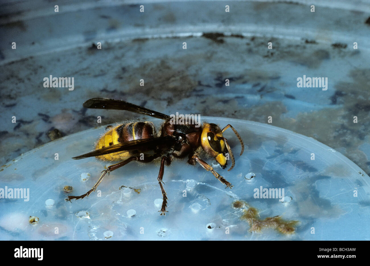 Vespa Crabro Vexator High Resolution Stock Photography and Images - Alamy