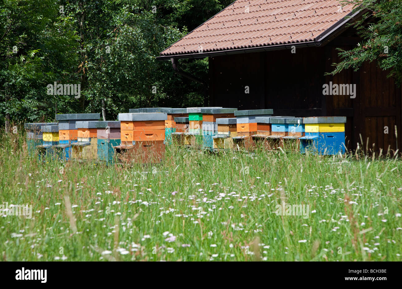 Honey bee hives italy hi-res stock photography and images - Alamy