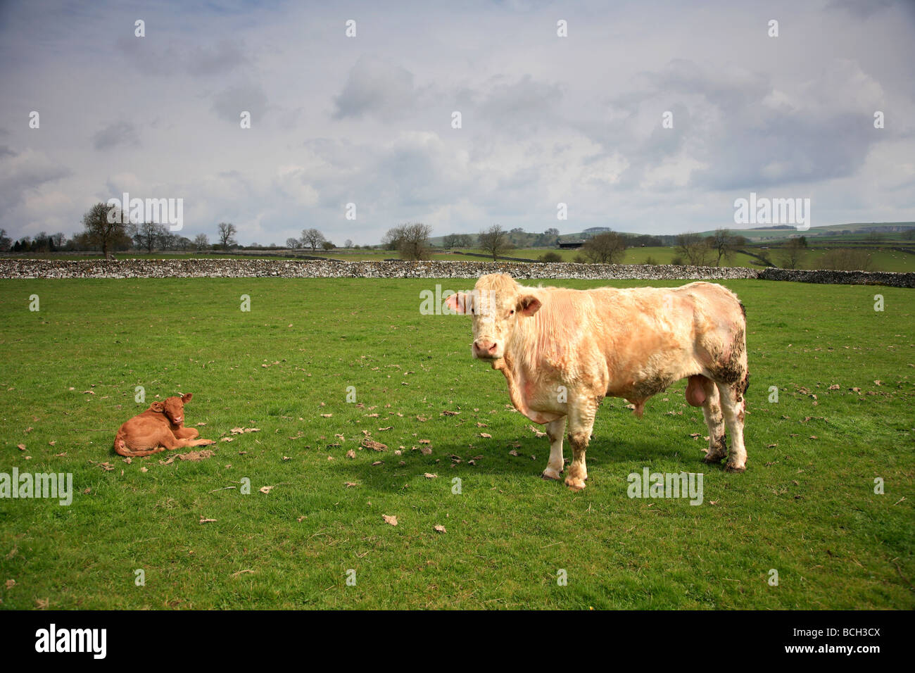 Bull and Calf in a field Dovedale White Peak Area Peak District ...