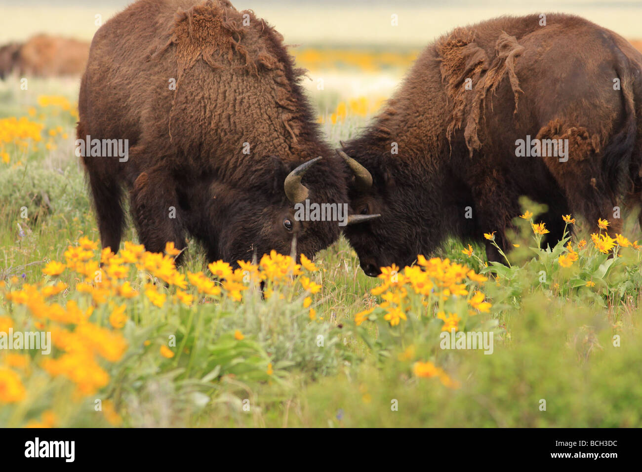 Bison rut hi-res stock photography and images - Alamy