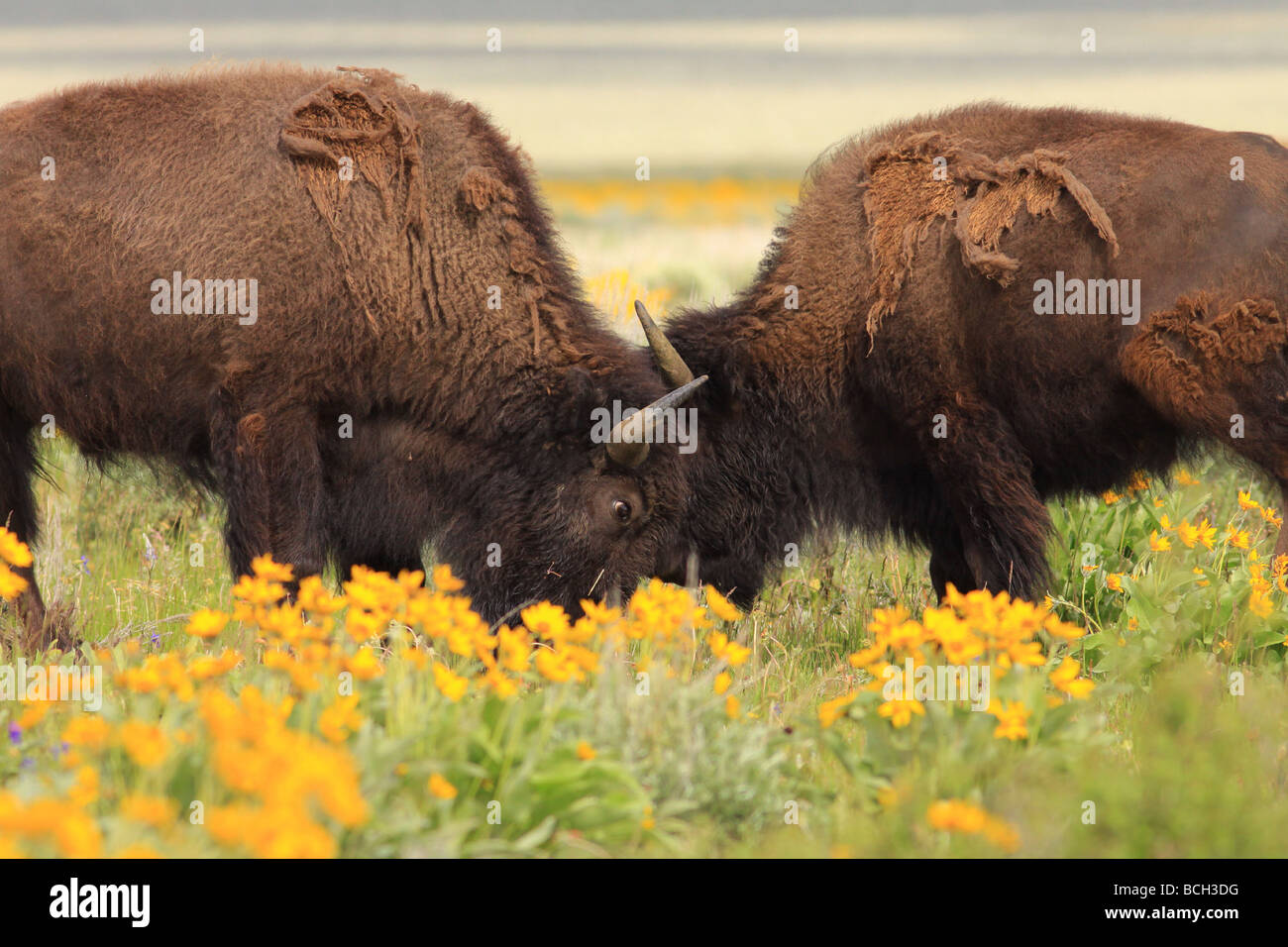 American buffalo or bison (Bison bison) in grand teton national park in ...