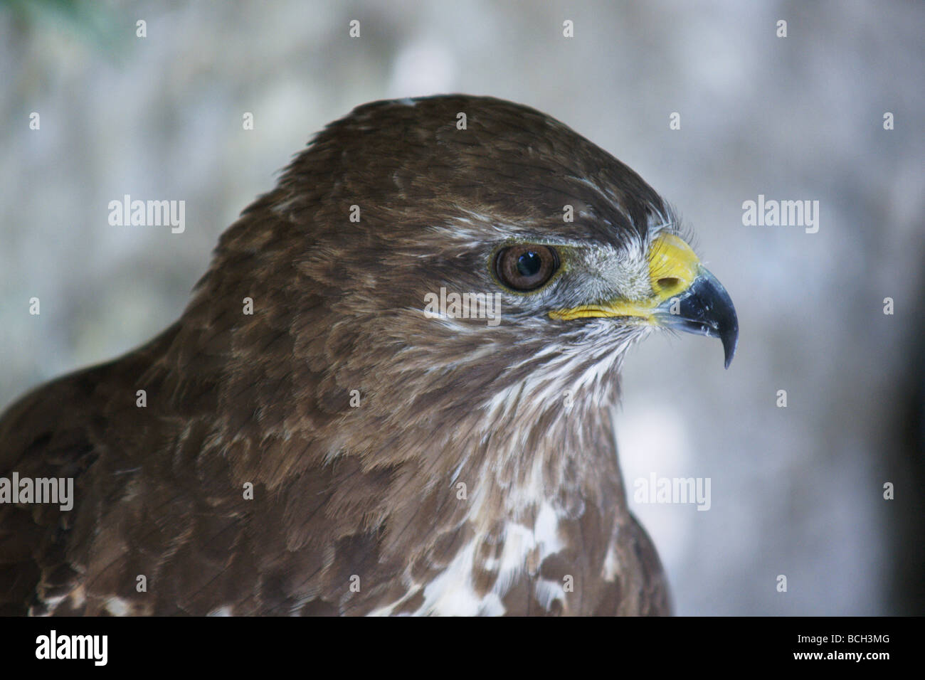 Buzzard.Close up of head and shoulders Stock Photo - Alamy
