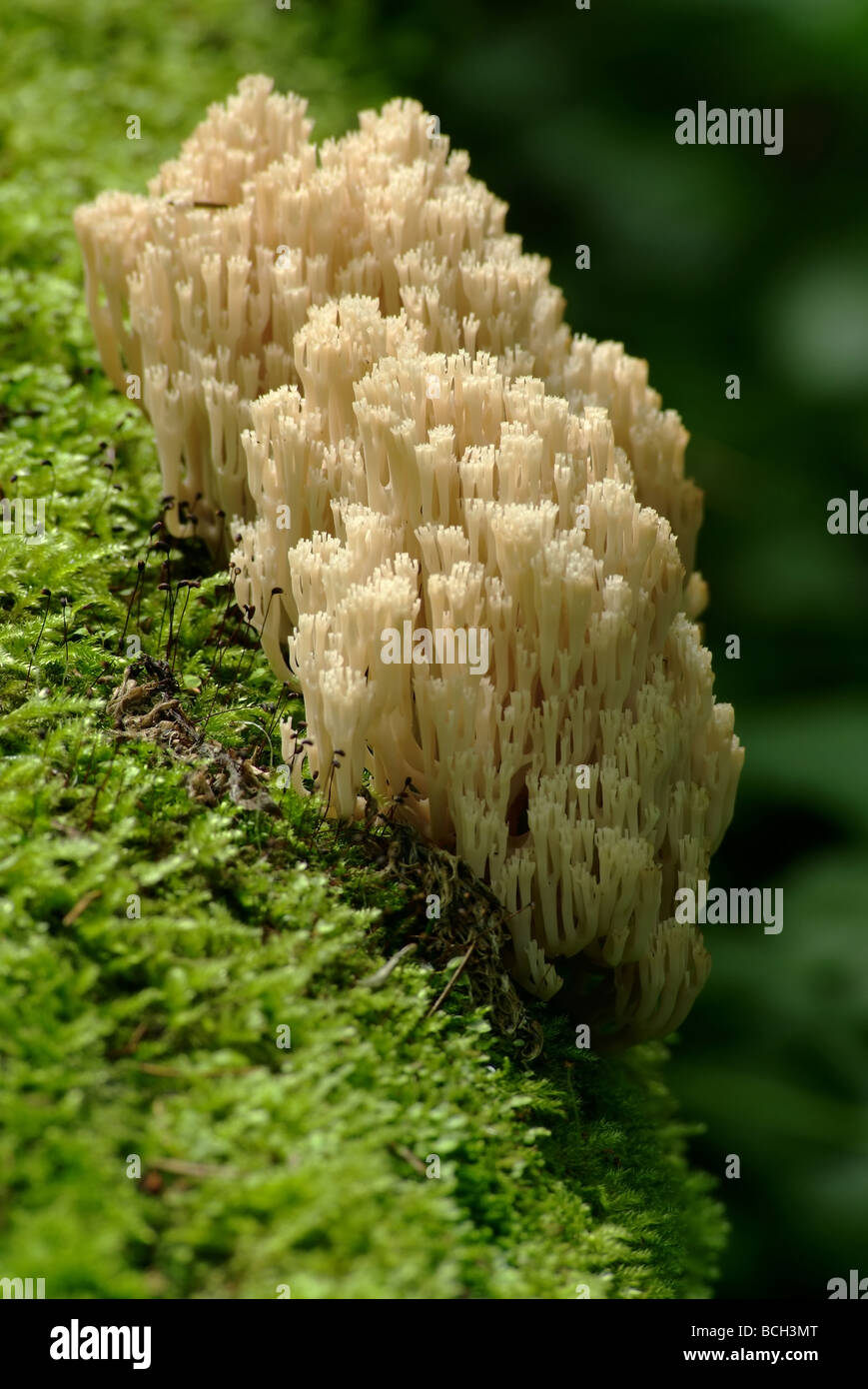 Coral fungi (Clavariaceae). Ramaria flava (Fr.) Quel Stock Photo - Alamy