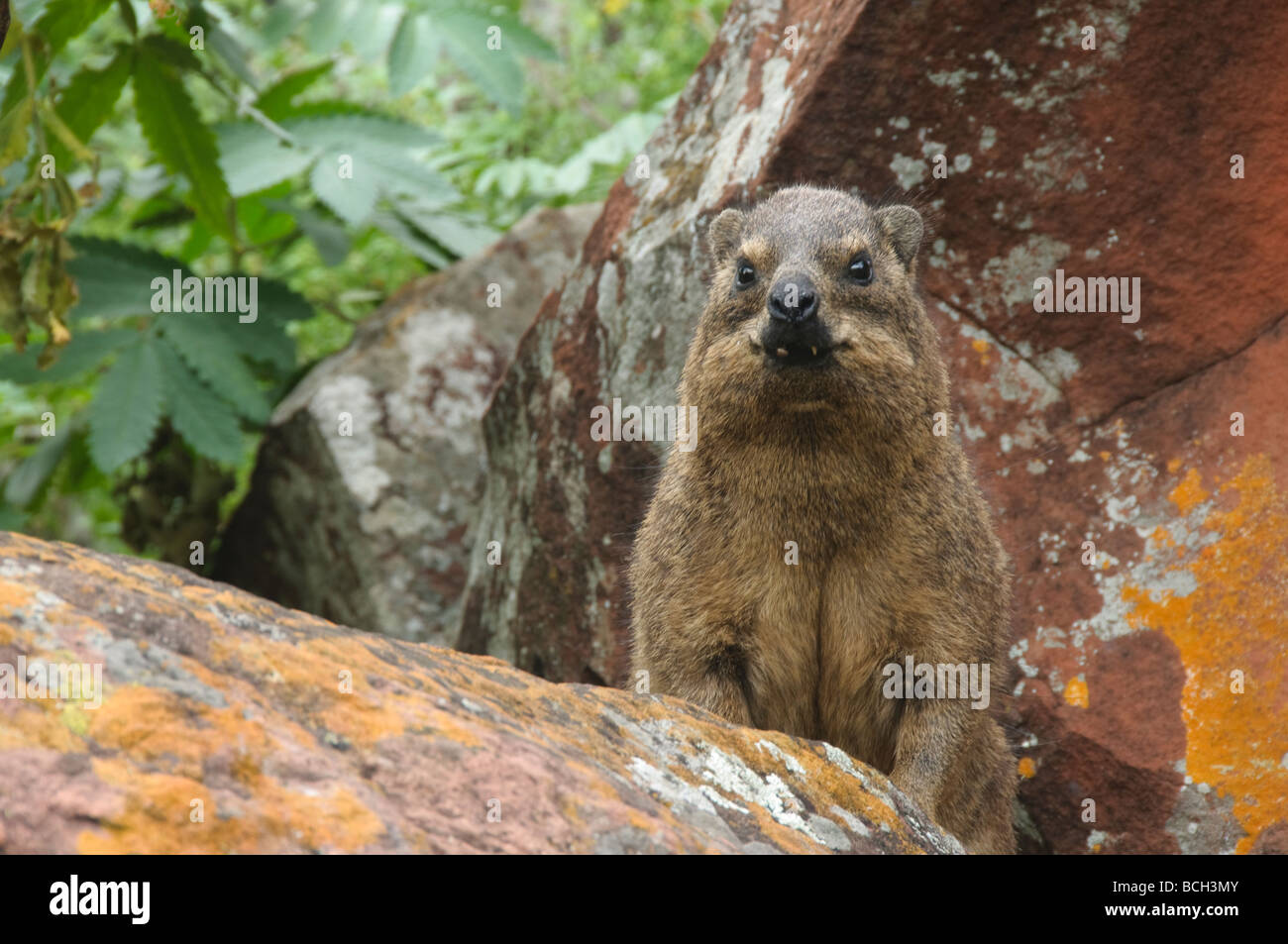 Rock hyrax procavia capensis in hi-res stock photography and images - Alamy
