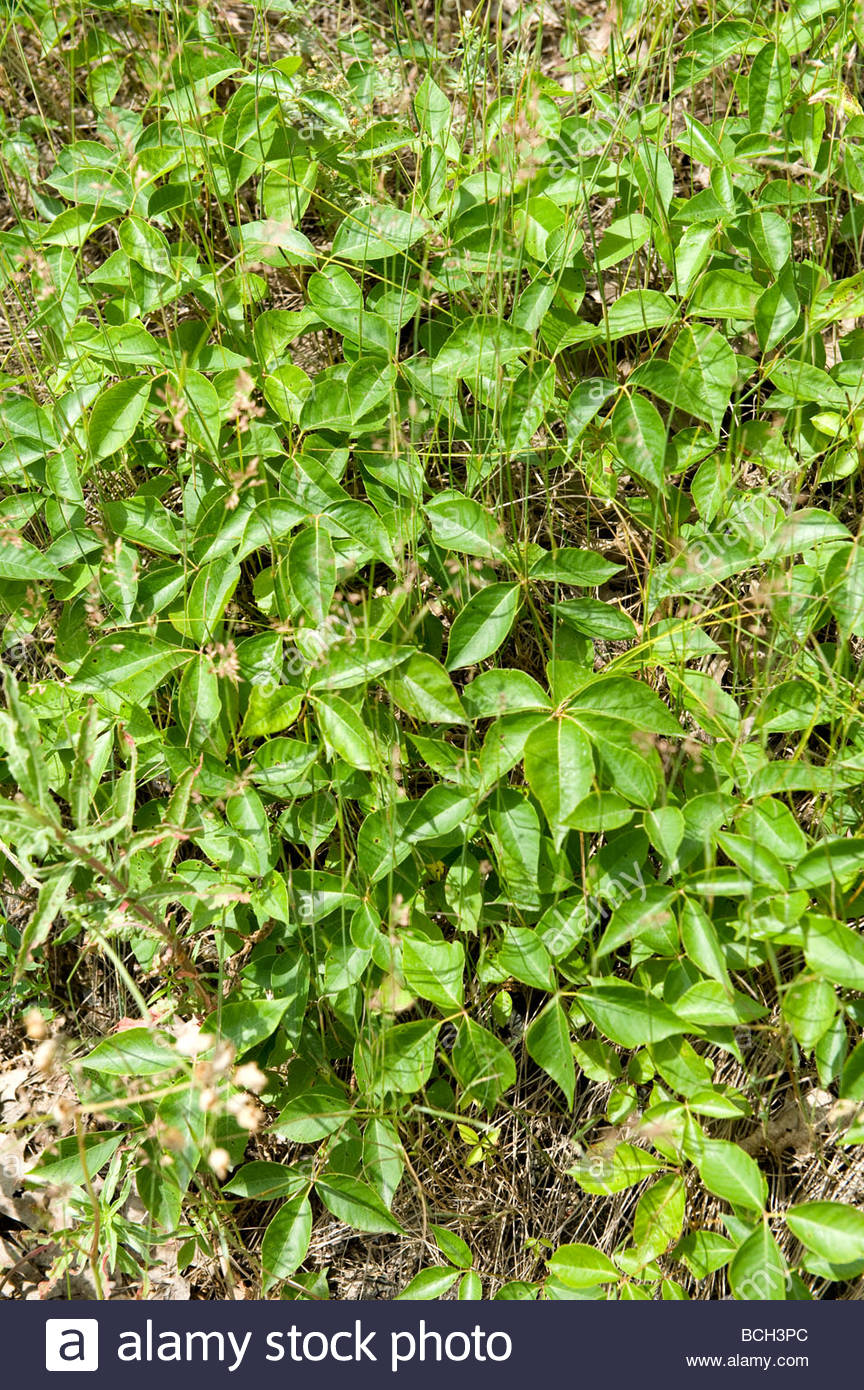 Poison Ivy Berries High Resolution Stock Photography and Images - Alamy
