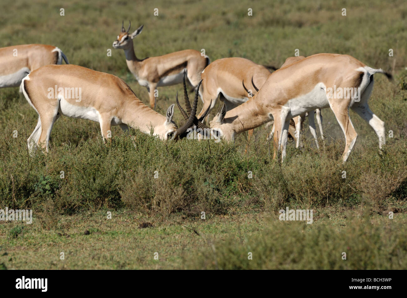 Gazelle migration hi-res stock photography and images - Alamy