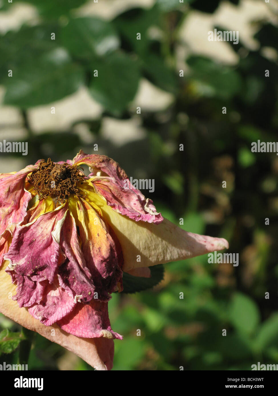 Wilting red rose on grass hi-res stock photography and images - Alamy