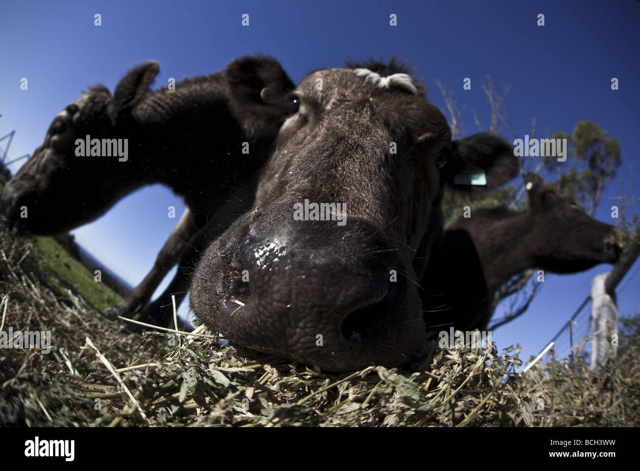 Cow eating hay Stock Photo - Alamy