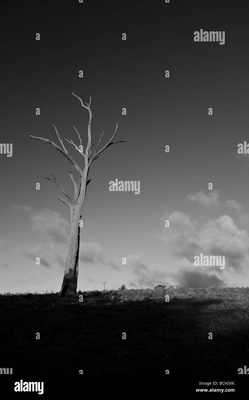 dead tree moon Stock Photo - Alamy