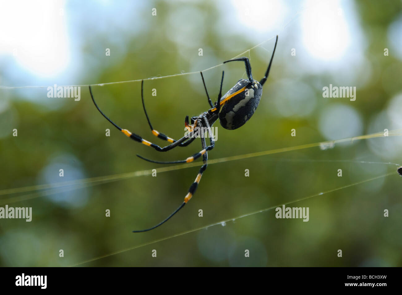 Zebra Spider spinning a web in Waterberg National Park in Namibia Stock ...