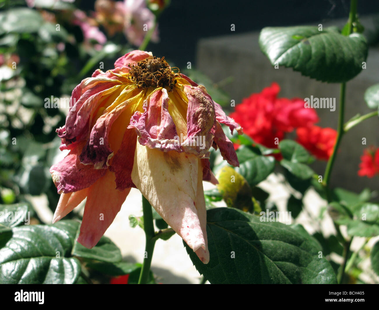 One Wilting Rose High Resolution Stock Photography and Images - Alamy