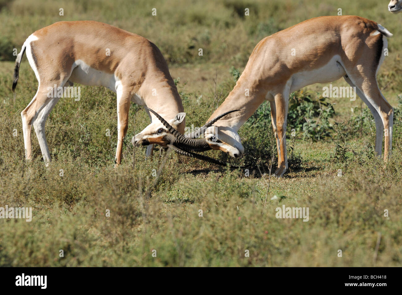Gazelle mating hi-res stock photography and images - Alamy