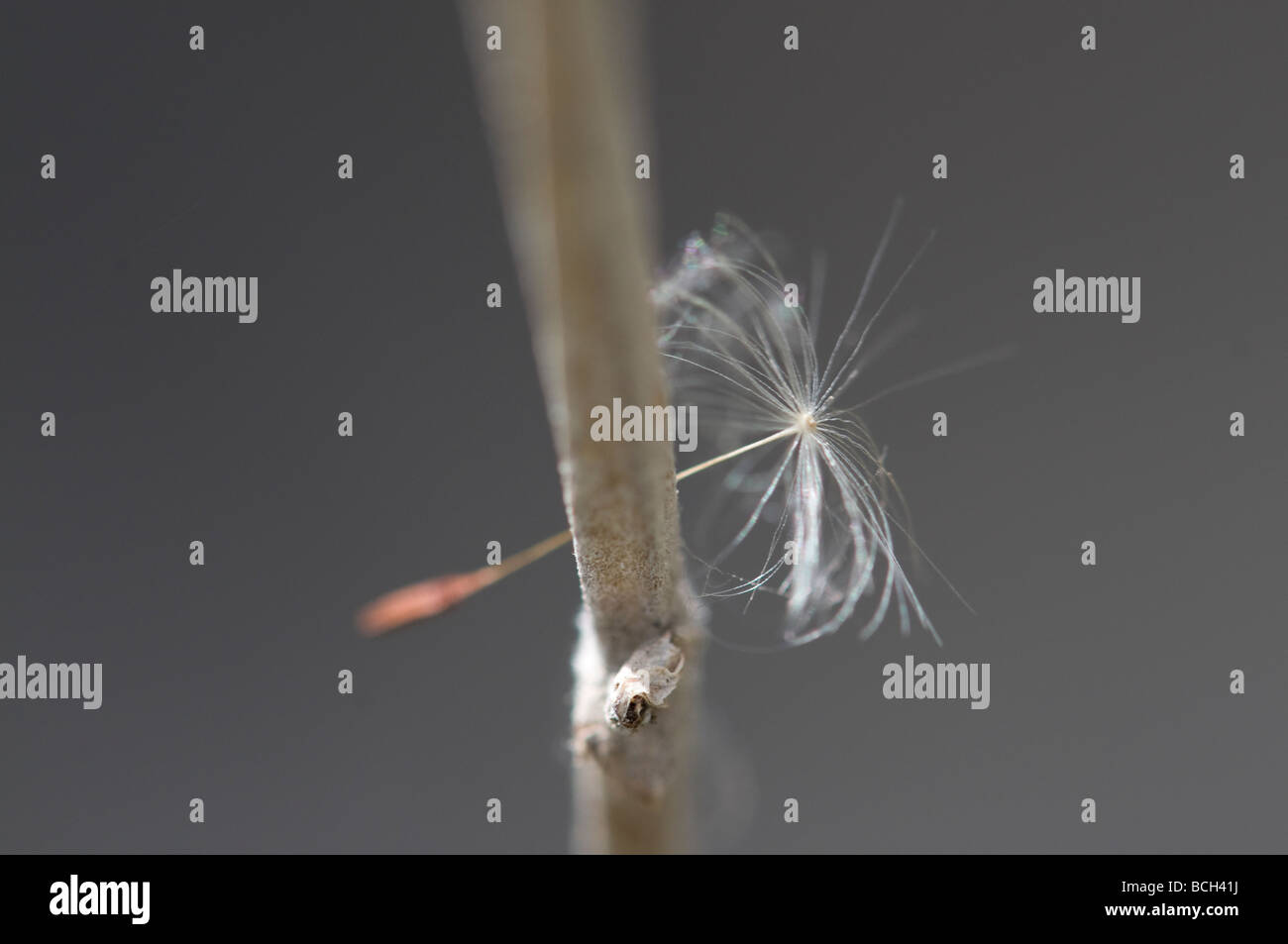Flowers Leaves Seeds and Bugs Stock Photo - Alamy