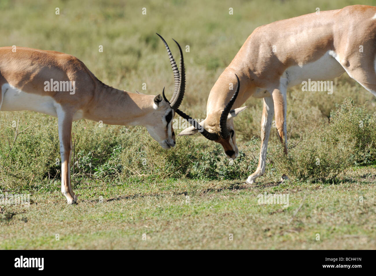 Gazelle migration hi-res stock photography and images - Alamy