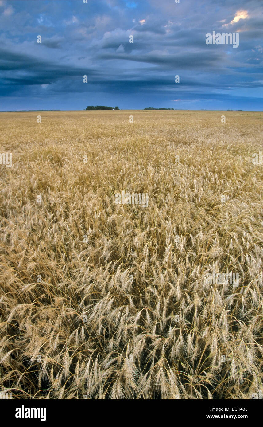 Field of wheat ready for harvest near Casselton North Dakota BEAN ALPix ...