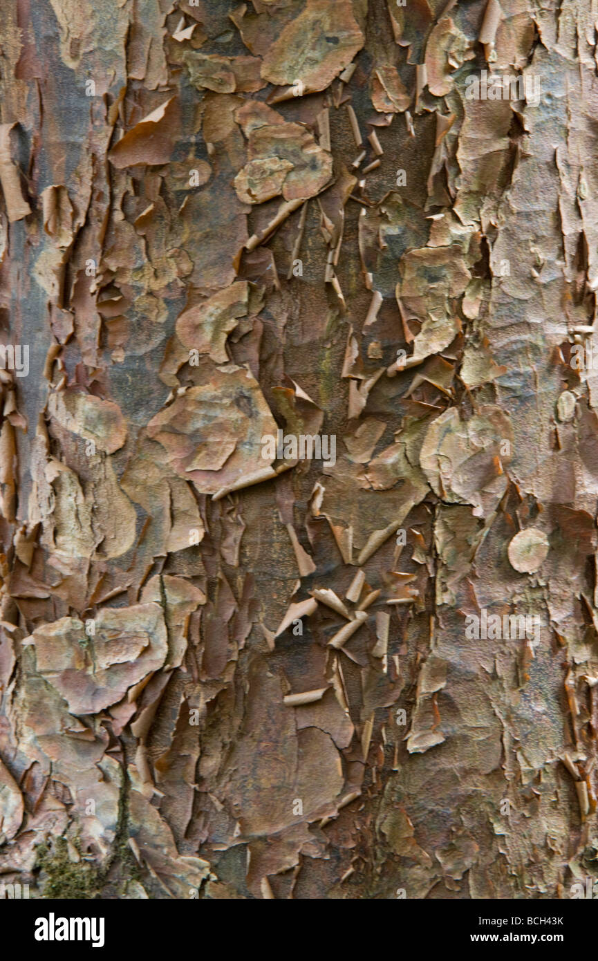 Chinese acer hi-res stock photography and images - Alamy