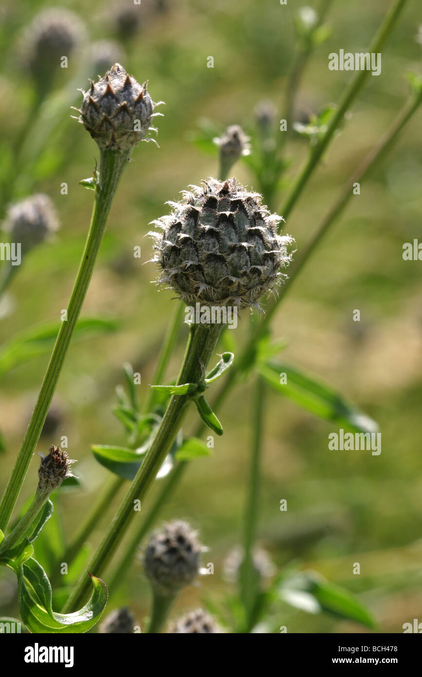 Scaly Buds High Resolution Stock Photography and Images - Alamy