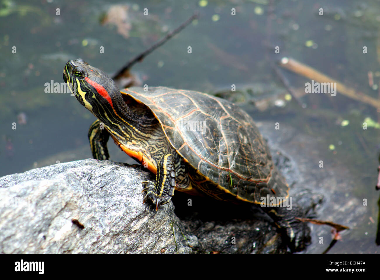 Terrapin on rock hi-res stock photography and images - Alamy