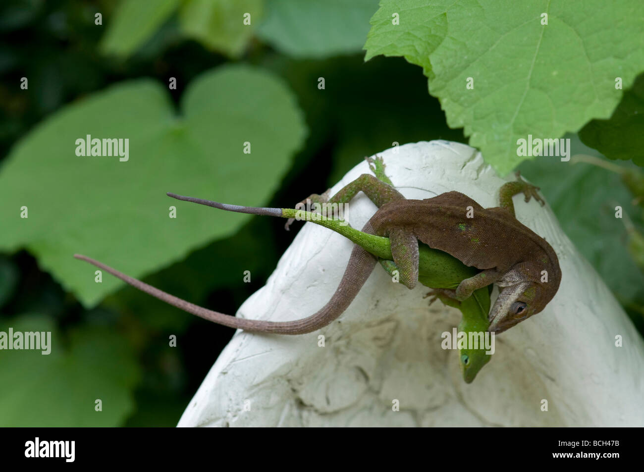 Two Lizards Mating Stock Photo - Alamy