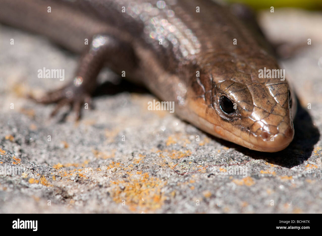 Bugs and lizard hi-res stock photography and images - Alamy