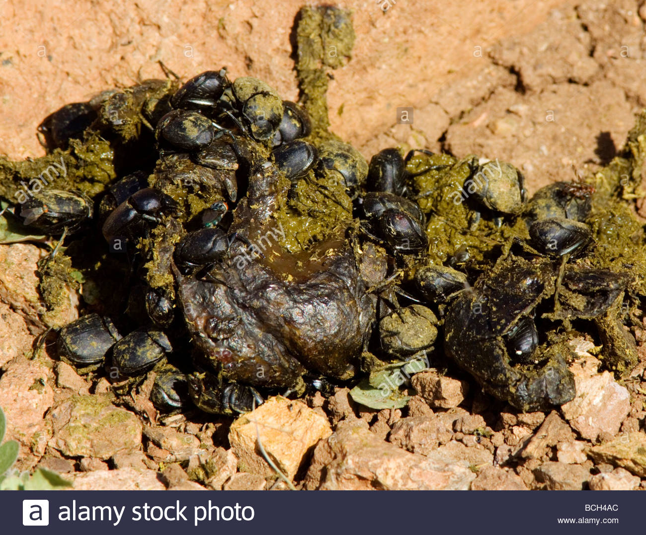 Cow Dung Beetle High Resolution Stock Photography and Images - Alamy