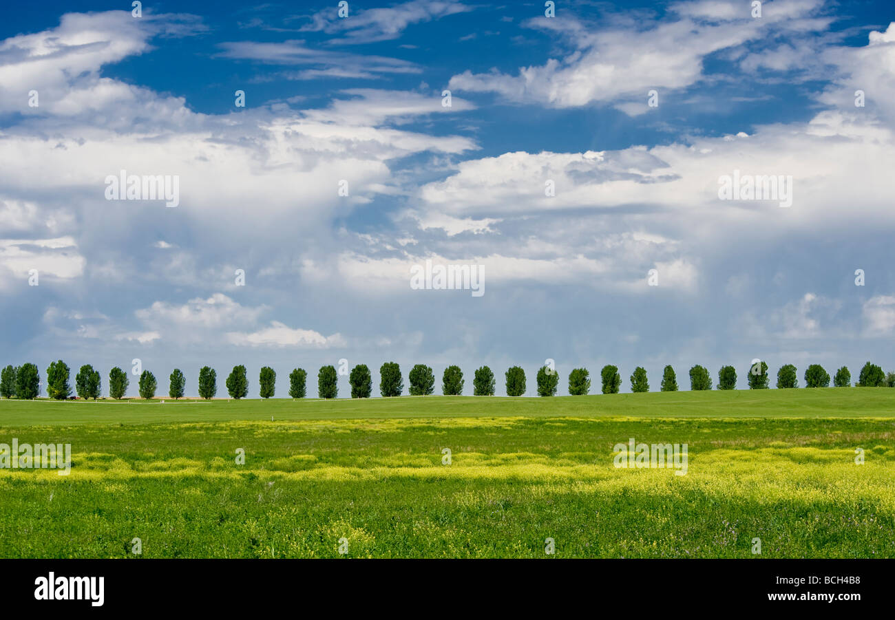 Row of cedar trees hi-res stock photography and images - Alamy