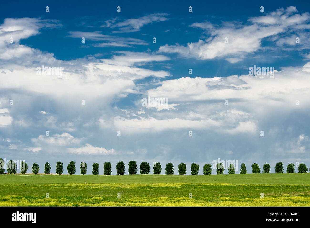 Row of cedar trees hi-res stock photography and images - Alamy