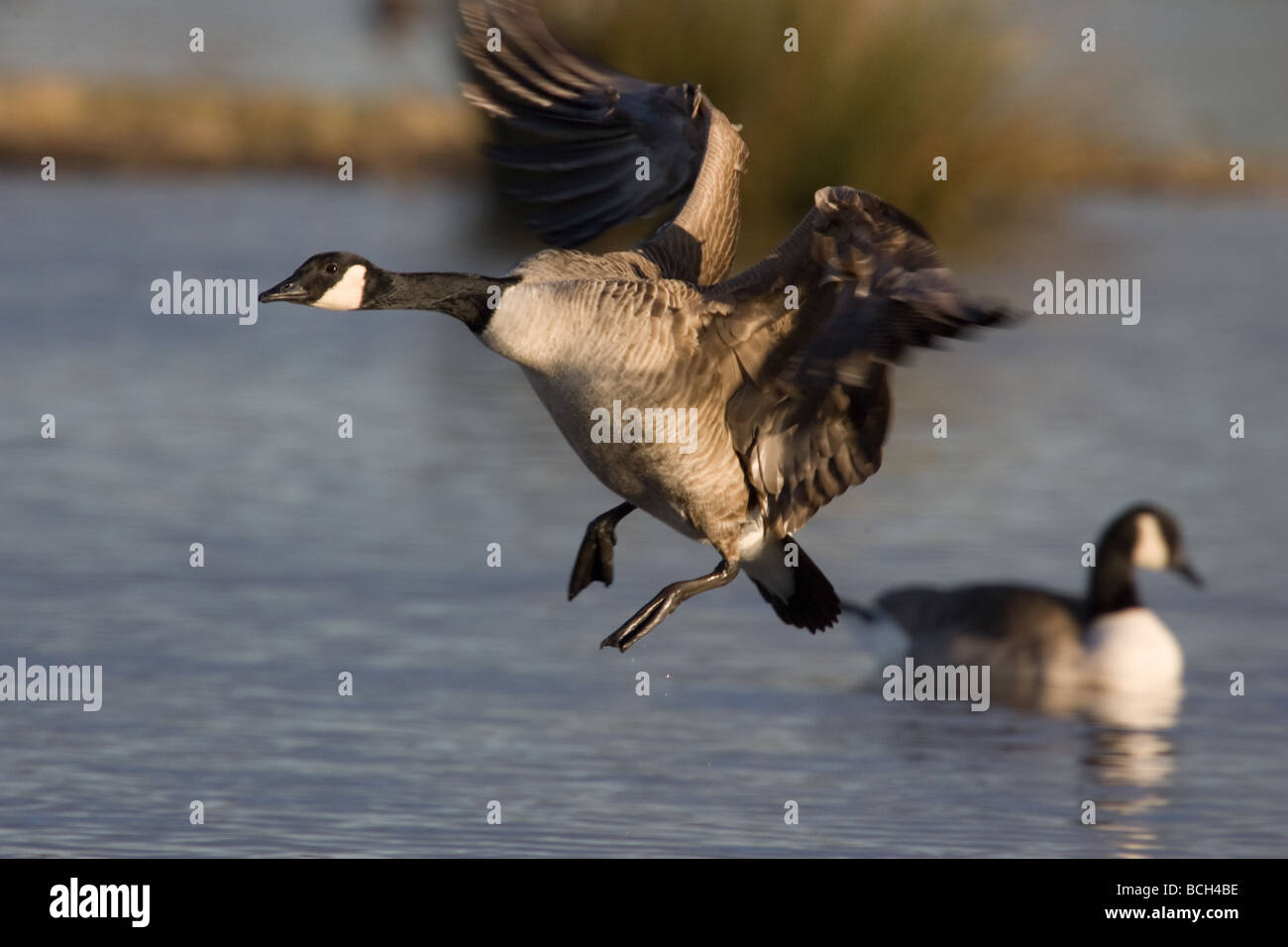 Canada geese landing on water hi-res stock photography and images - Alamy