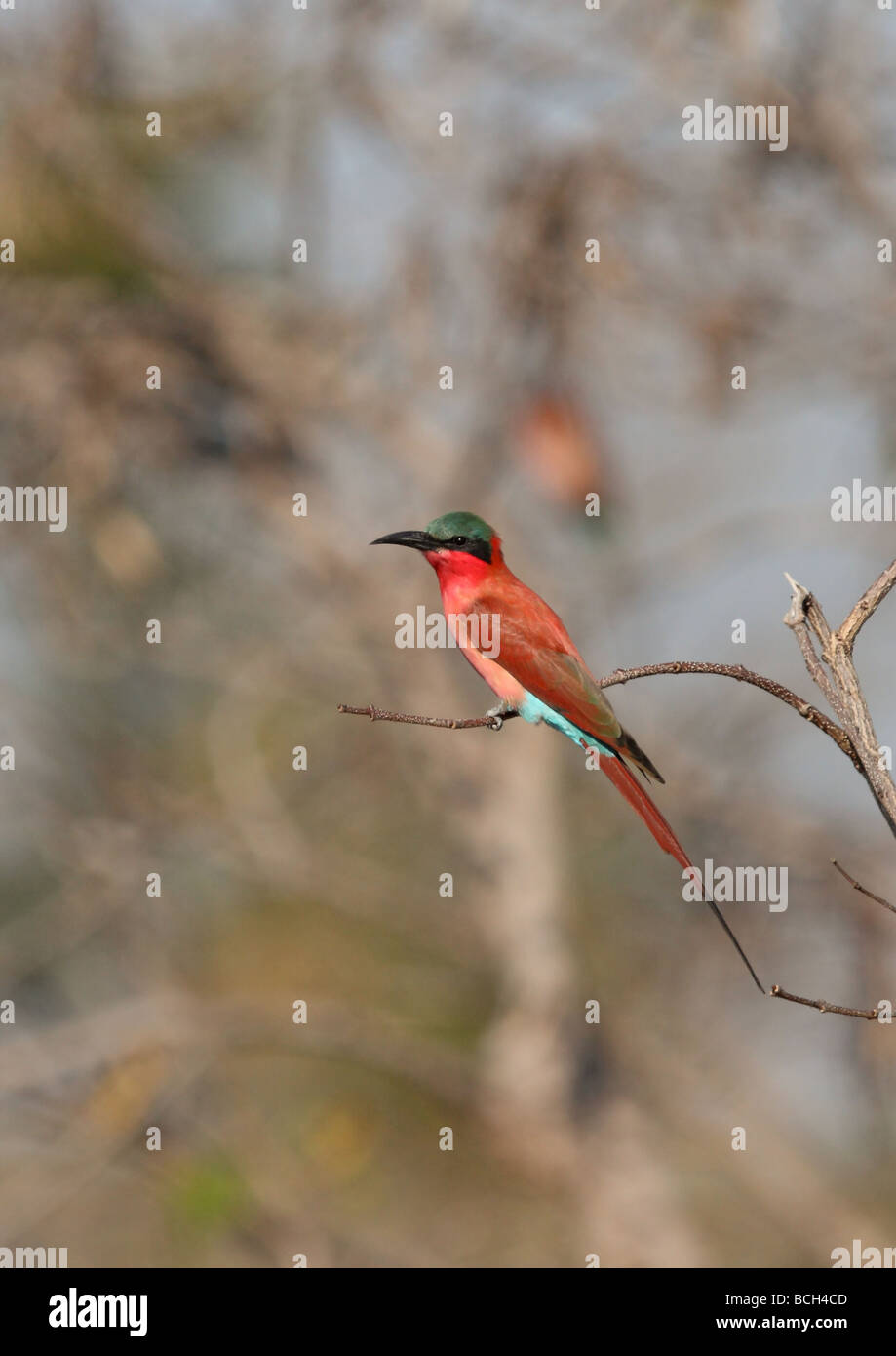 Southern Carmine Bee-eater (Merops nubicus nubicoides), Zambia,Africa ...