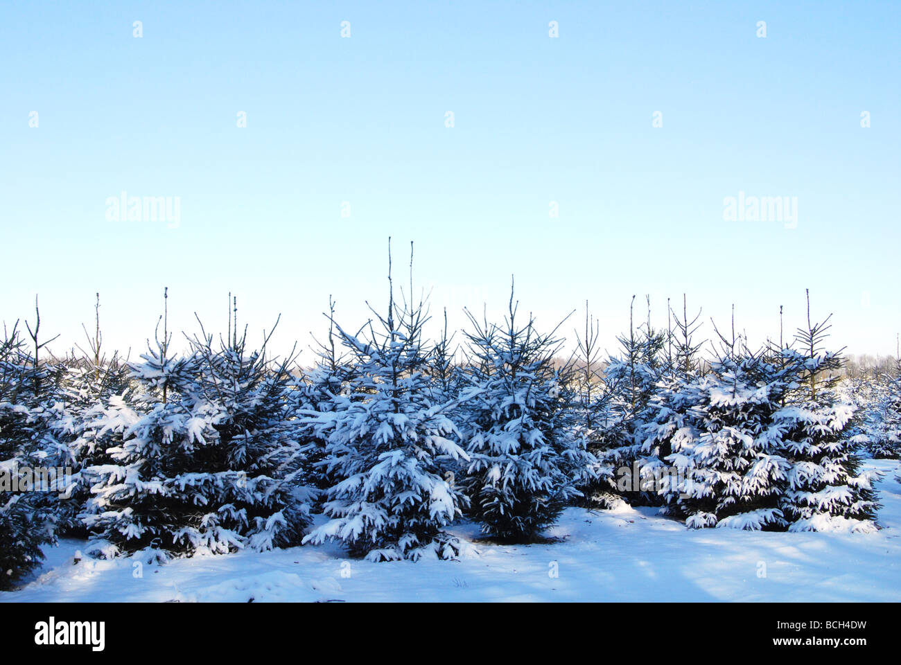 snow covered conifers in winter Stock Photo - Alamy