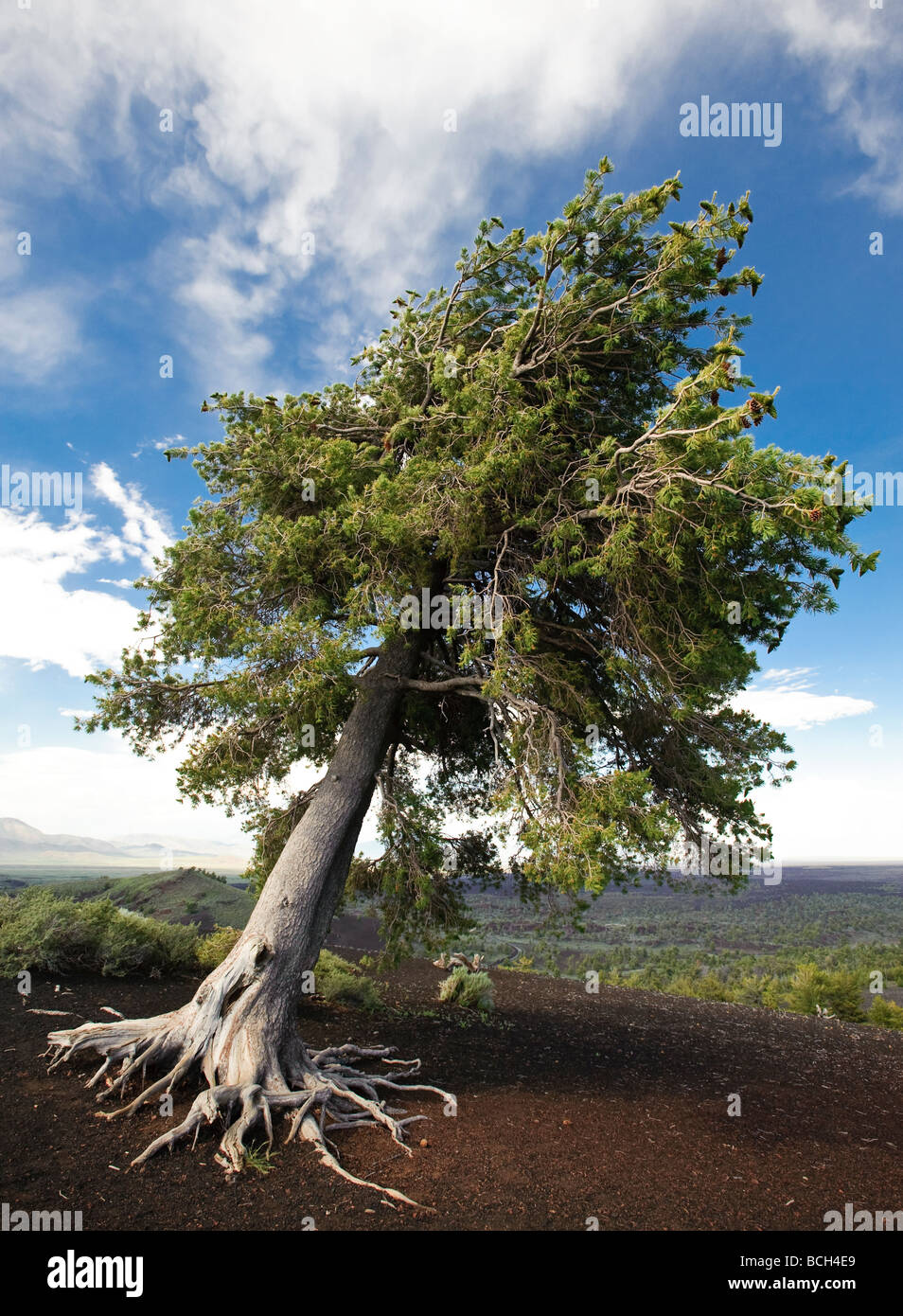 Leaning pine tree on the Inferno Cone at Craters of the Moon National ...