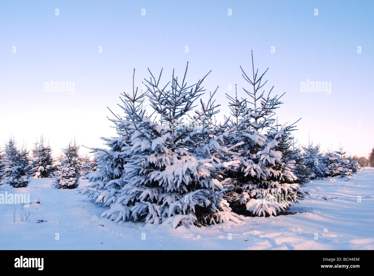 snow covered conifers in winter Stock Photo - Alamy
