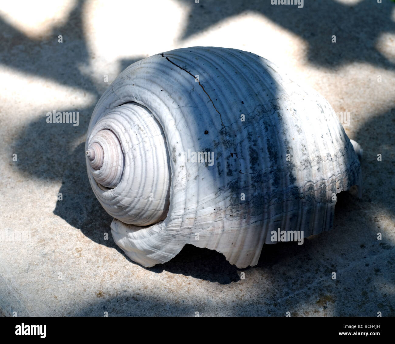Greek shell hi-res stock photography and images - Alamy