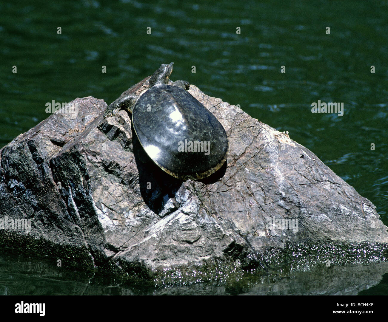 softshell turtle in Golden Gate Park San Francisco California Stock ...