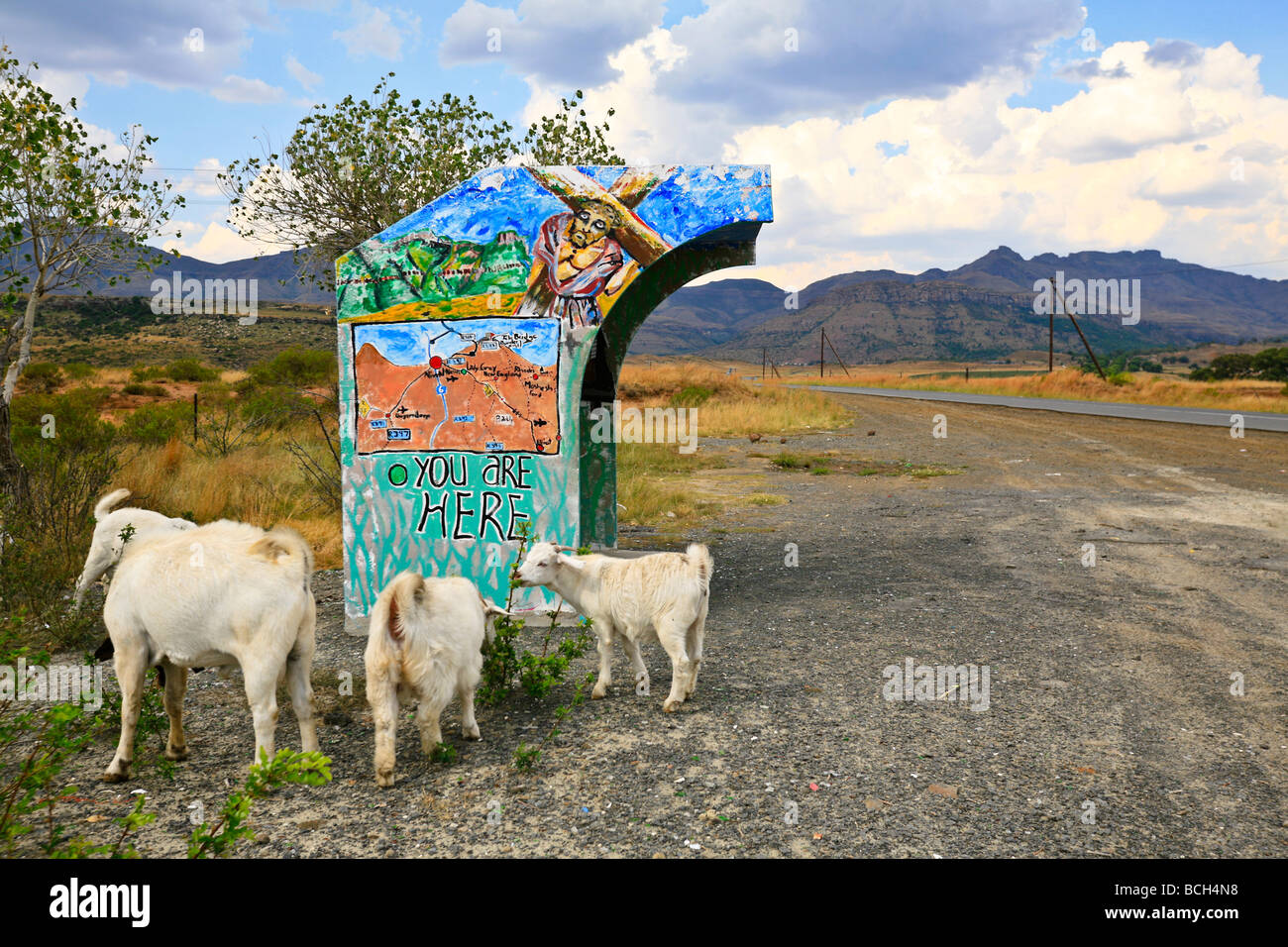 Goats at a bus stop on the road to Lesotho, Eastern Province, South ...