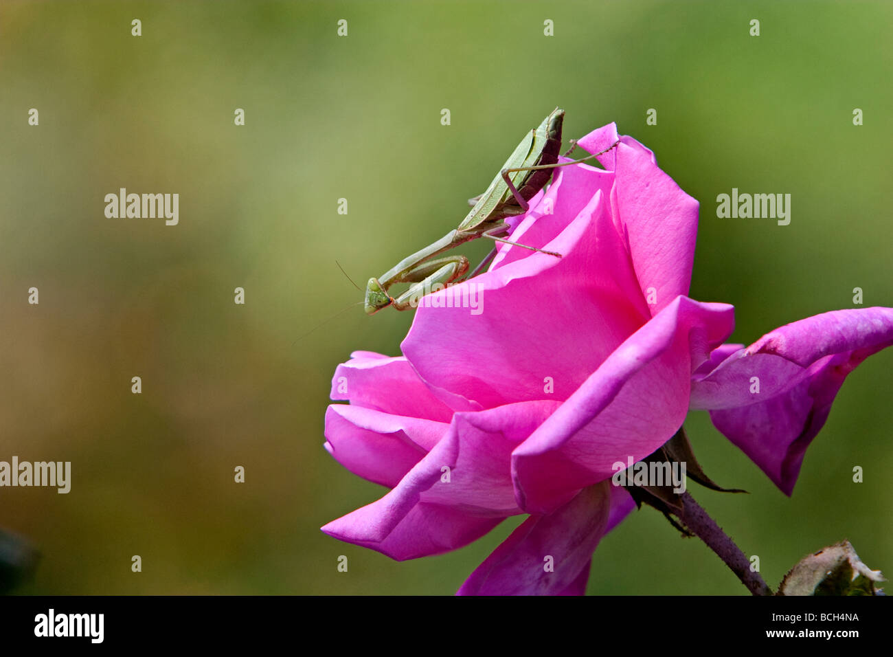 Praying Mantis Mantis religiosa on pink Rose Stock Photo - Alamy