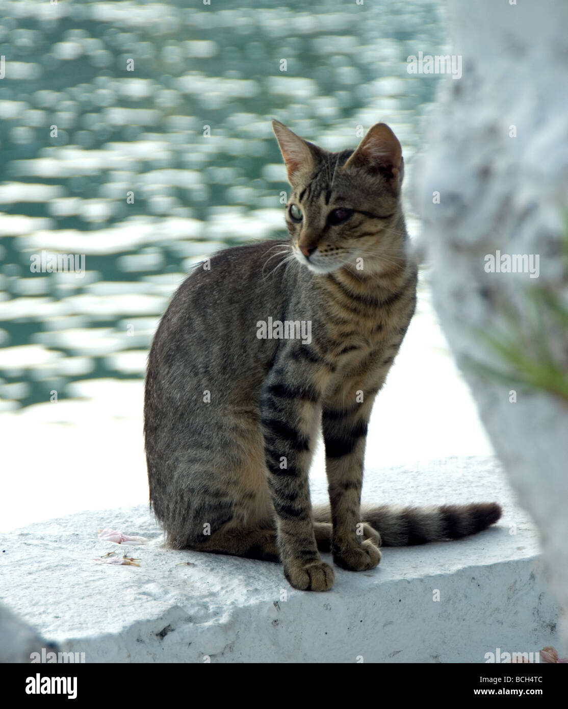 Greek cat kefalonia hi-res stock photography and images - Alamy