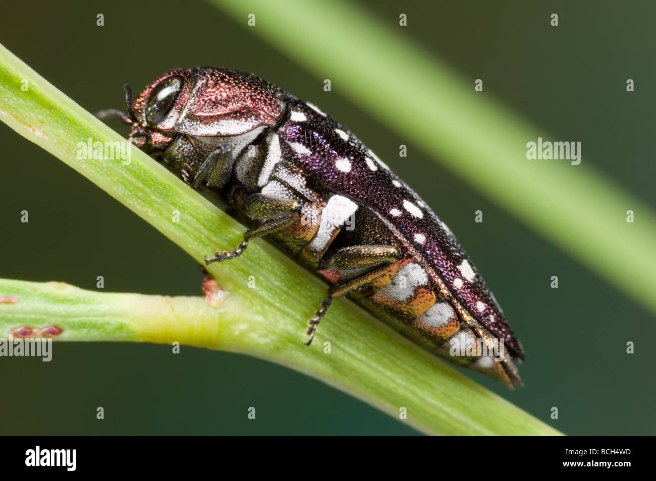 Jewel beetle hi-res stock photography and images - Alamy