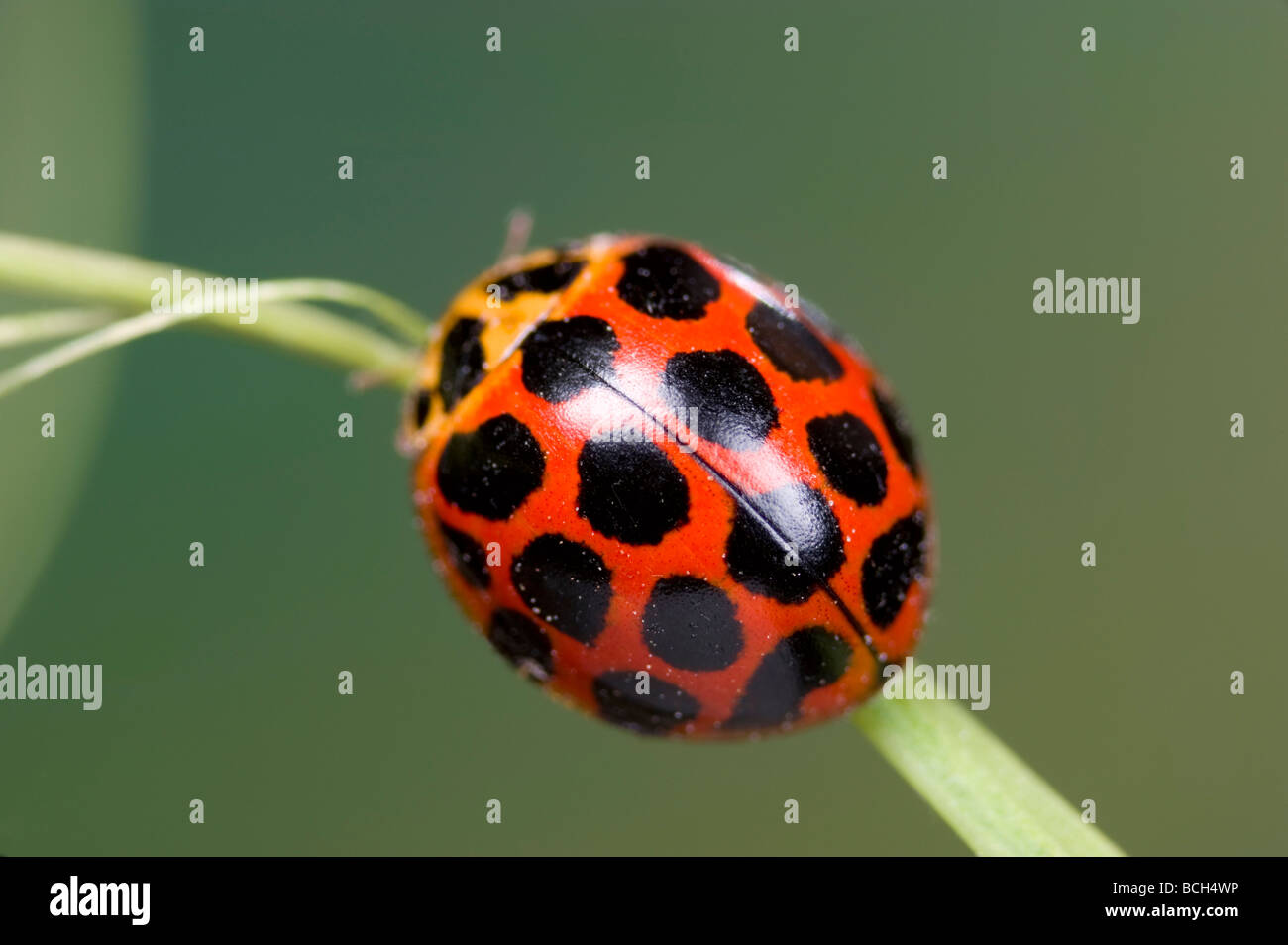 Australian common spotted ladybird beetle Stock Photo - Alamy