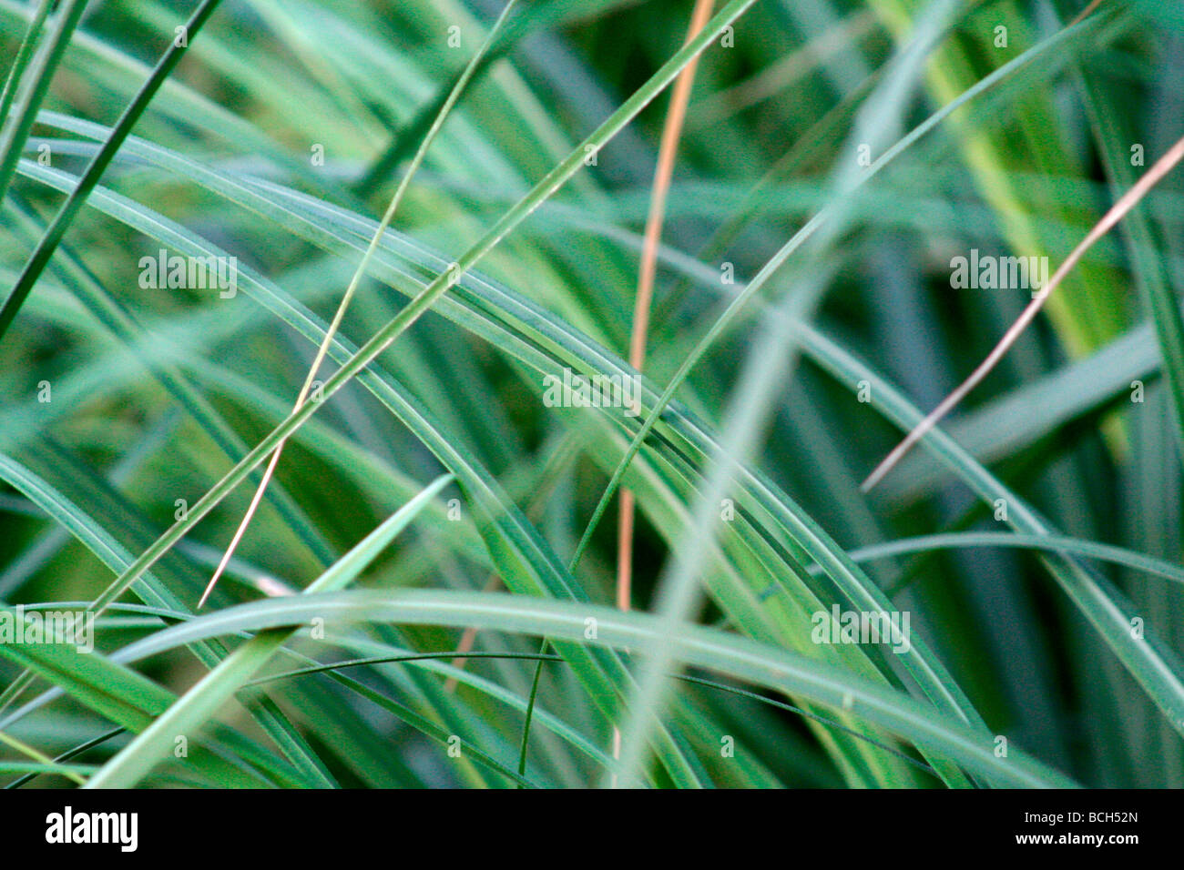 Grasses and leaves hi-res stock photography and images - Alamy