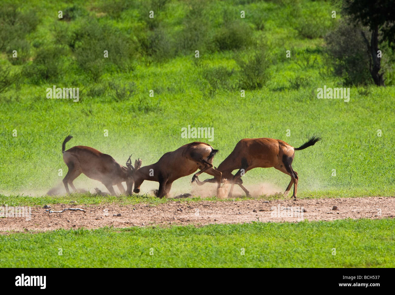 Red fight hi-res stock photography and images - Alamy