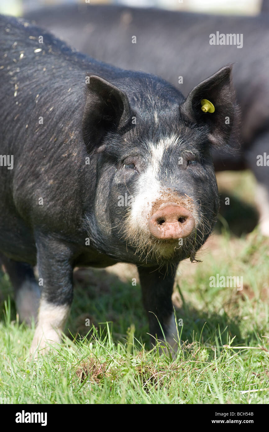 A Young Pig Stock Photo - Alamy