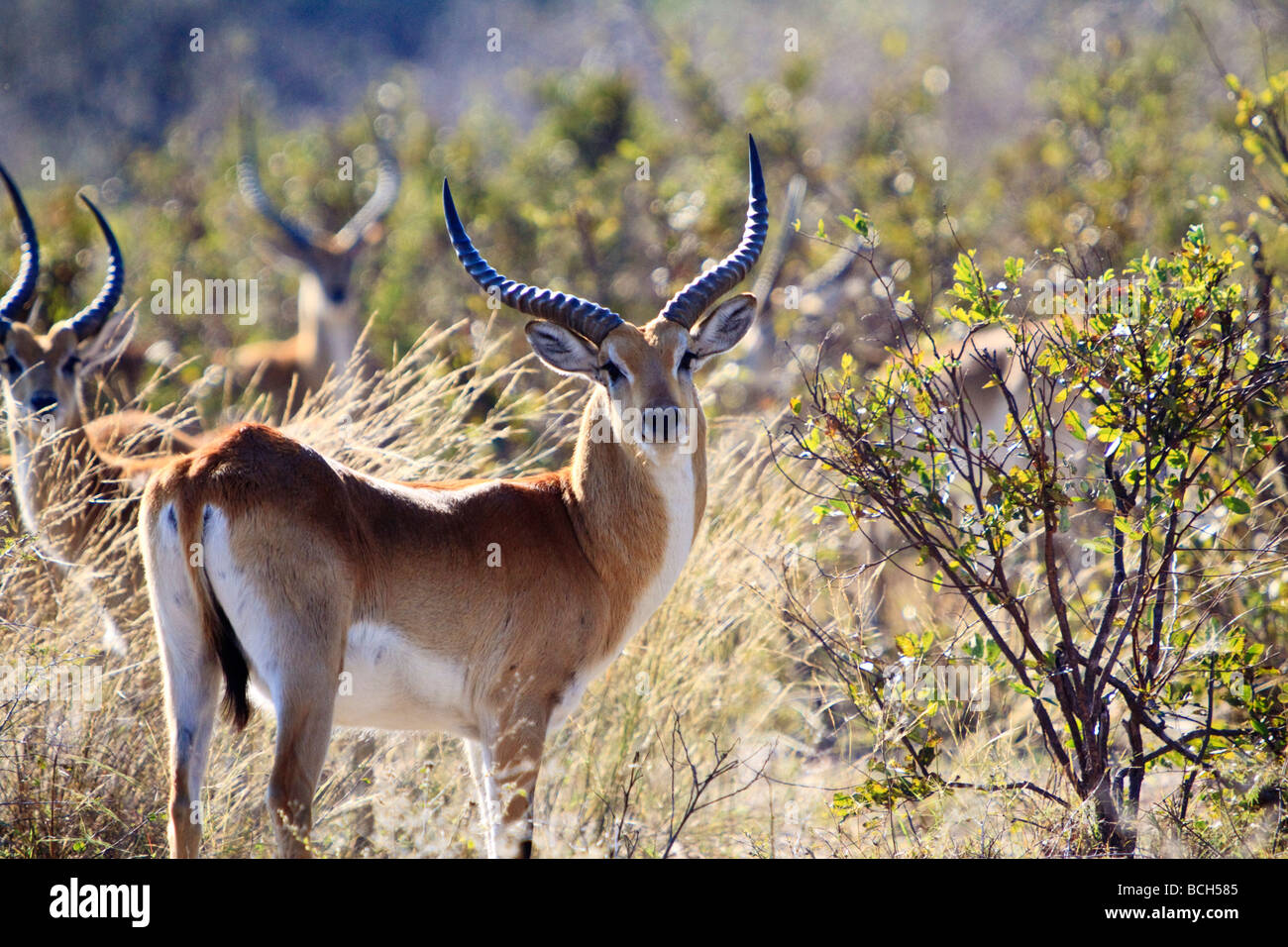 Lechwe antelope hi-res stock photography and images - Alamy